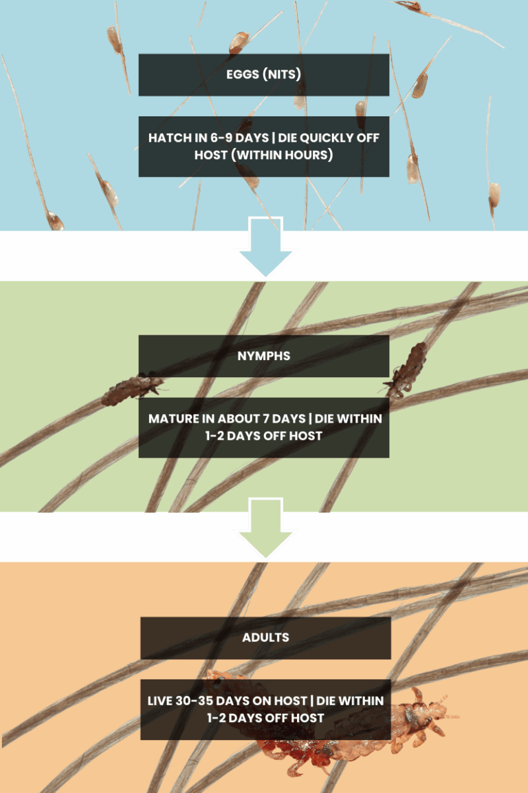 How Long Do Head Lice Live Off the Host? Complete Survival Guide for ...