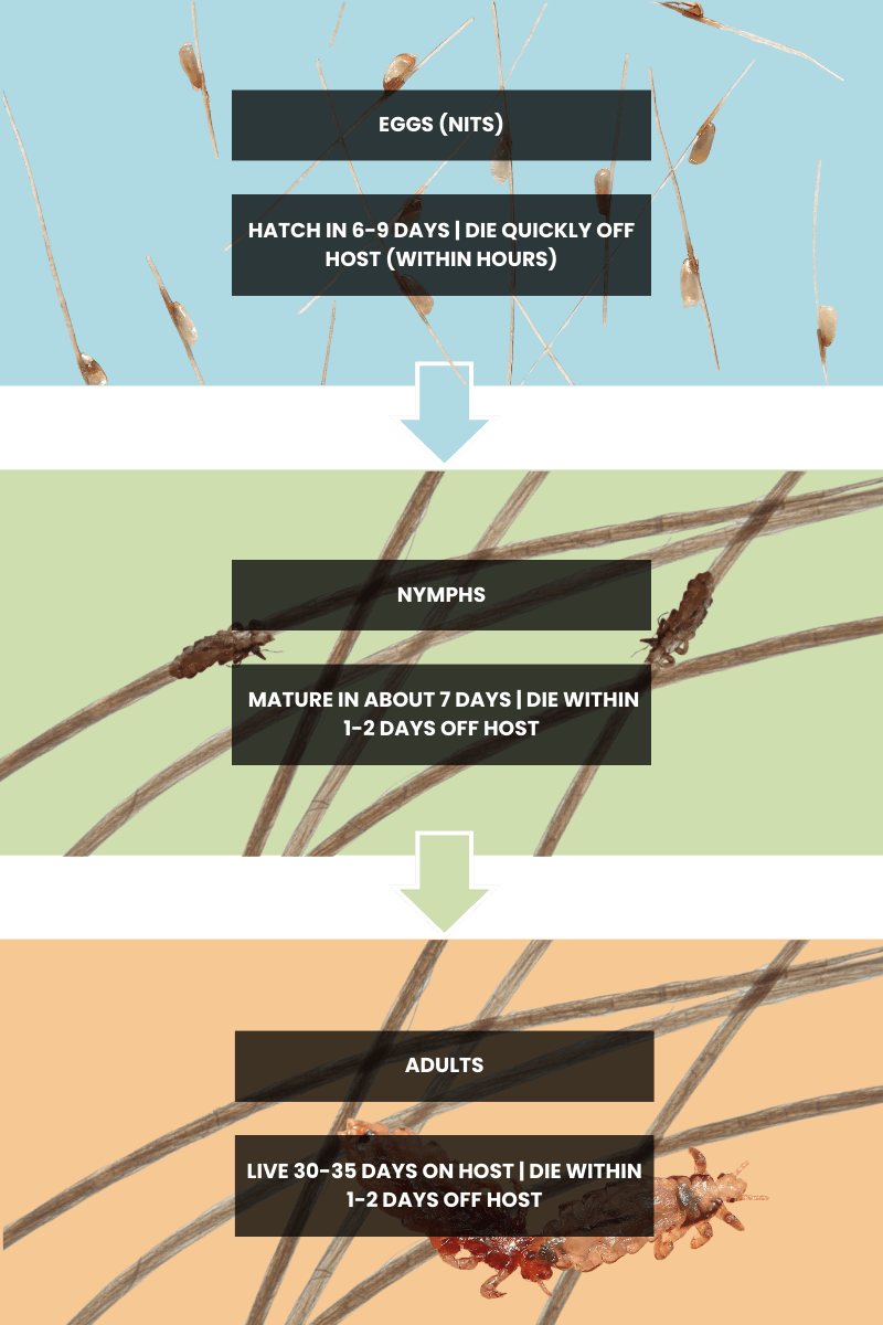 How Long Do Head Lice Live Off the Host? Complete Survival Guide for ...